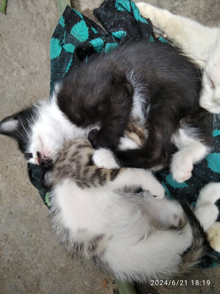 Котята  , 2 месяца.