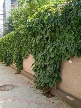 Евро дом в аренду