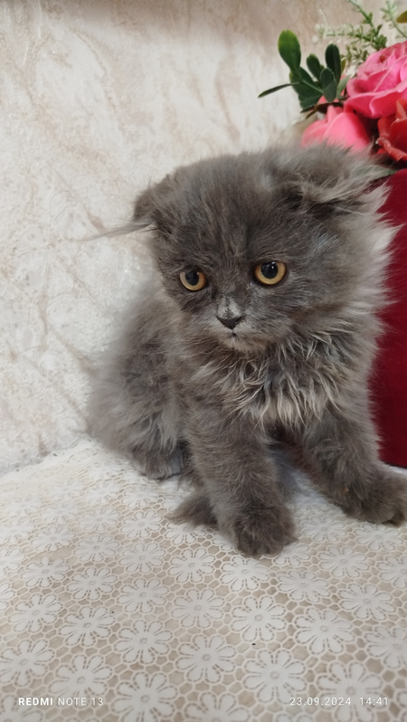 Британские котята