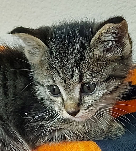 Котята ищут дом и любящих хозяев