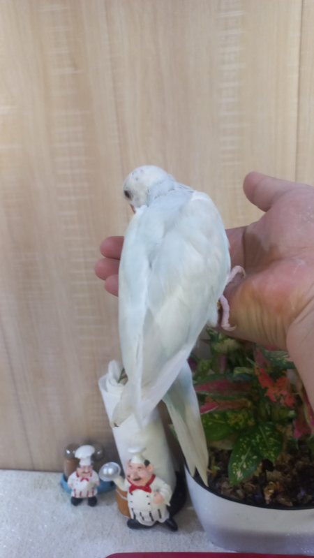 Продаётся ручной попугай.