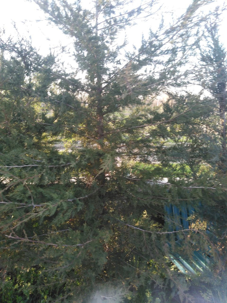 Арча сасна дарахт