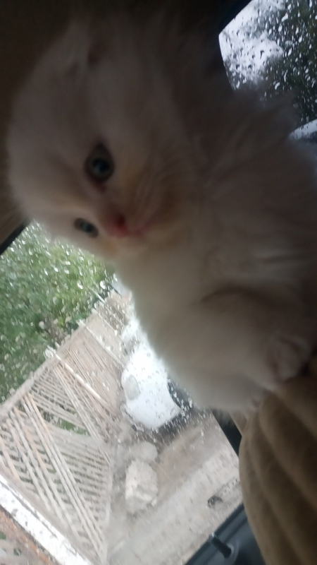 Продается котёнок