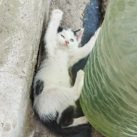 Красивые котята в добрые руки