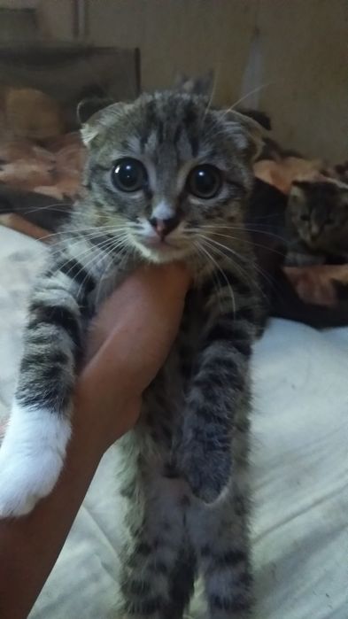 Умный ласковый котенок ищет уютный домик 300 тыс