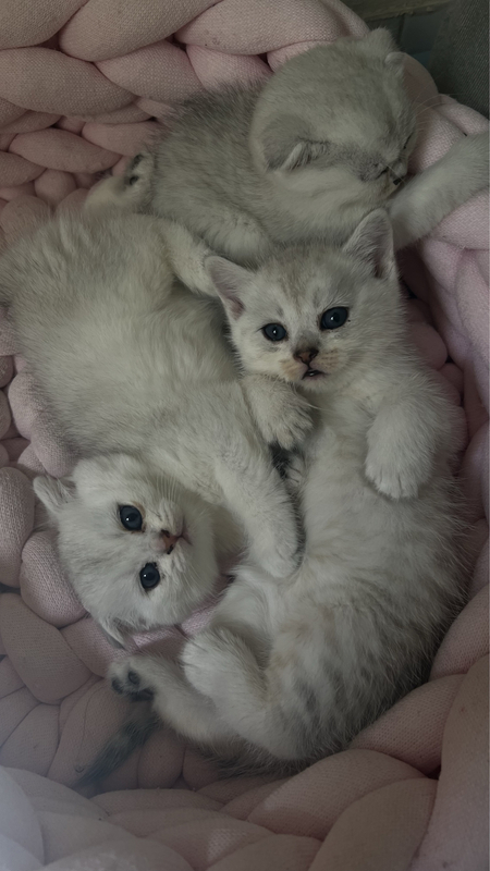 Скотиш фолд, чистокровная шиншилла