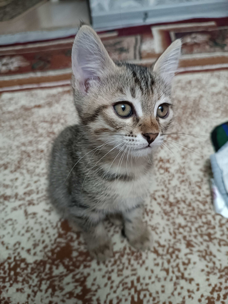 Котята бесплатно