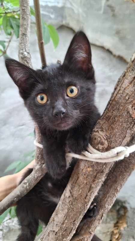 Котенок в добрые руки