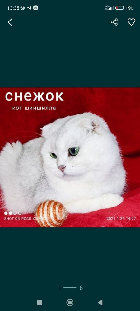 Вязка коты шиншиллы