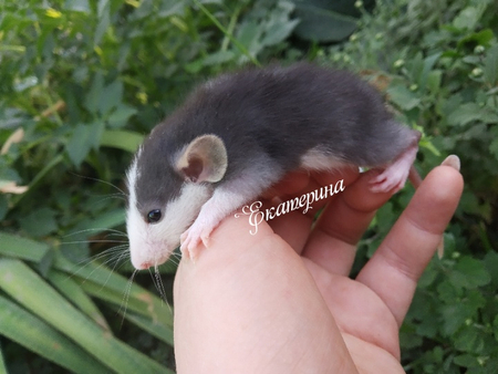 Крысы дамбо хаски разные