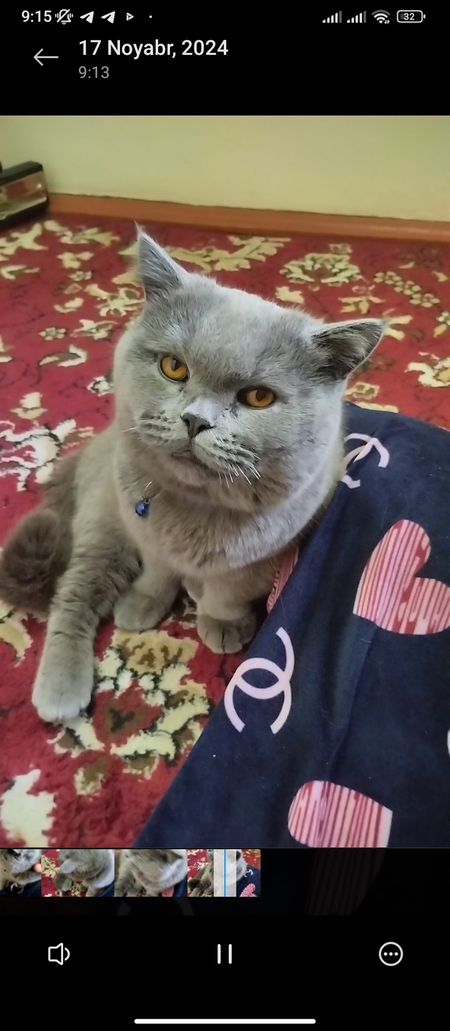 Tozza zotli mushuk