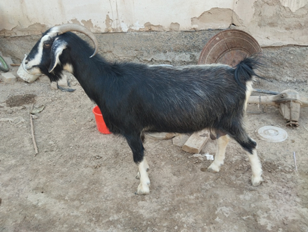 Eshki satiladi soyisliq