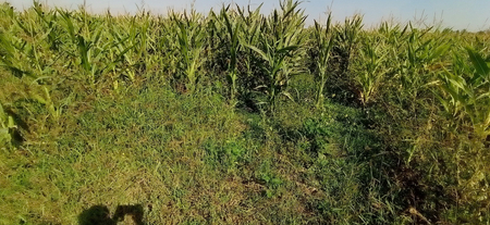 Silos joʻxori 400 soʻmdan