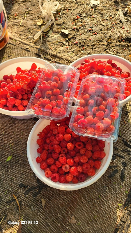 Малина кочатлари