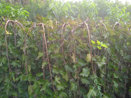 Манзарали тут кучати (Зонтик).