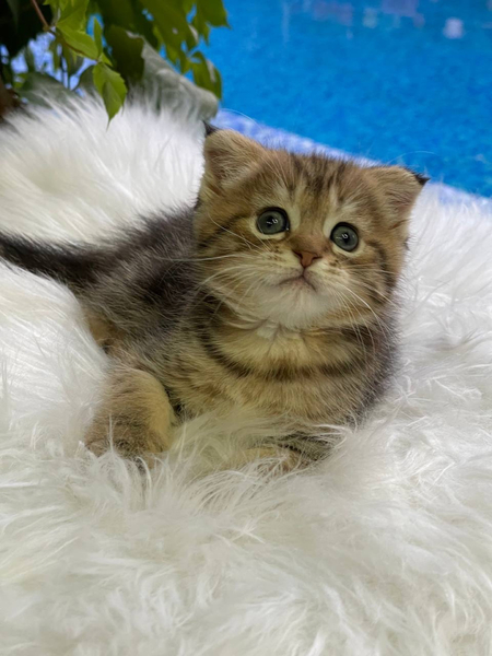 Скоттиш-фолд смешанный