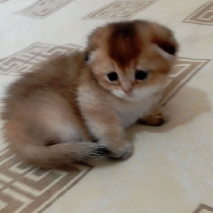Шотландские шиншилы 1.5 мес. Мальчики