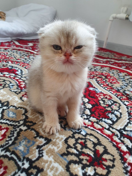Scottish fold paroda sotiladi 250$
