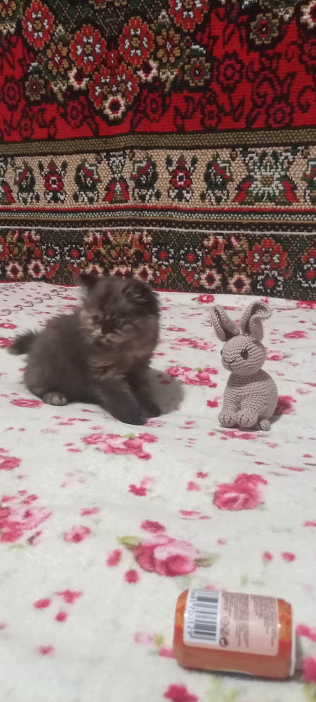 Продам Персидского котёнка девочку 120 доларов