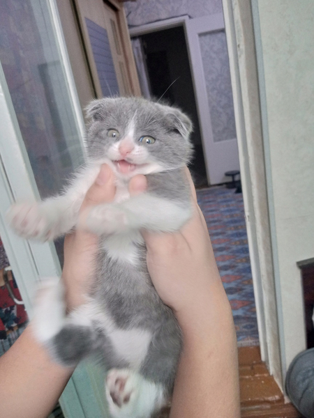 Продаются вислоухие  девочки