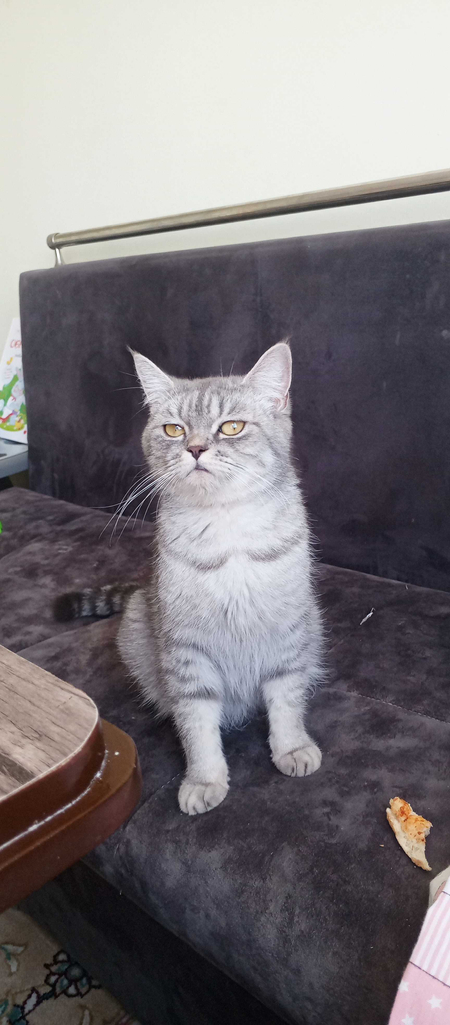 Продаю Котята пародистый