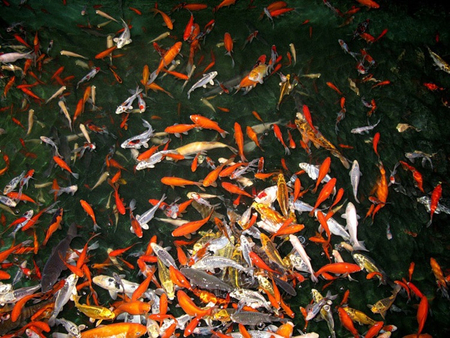 Японский карп, кои, оранда, камета