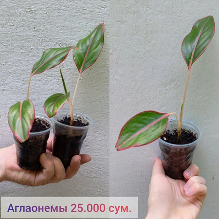 Аглаонема Сиам Аврора (Крид). Цветы для дома и офиса. 
Цены указаны на