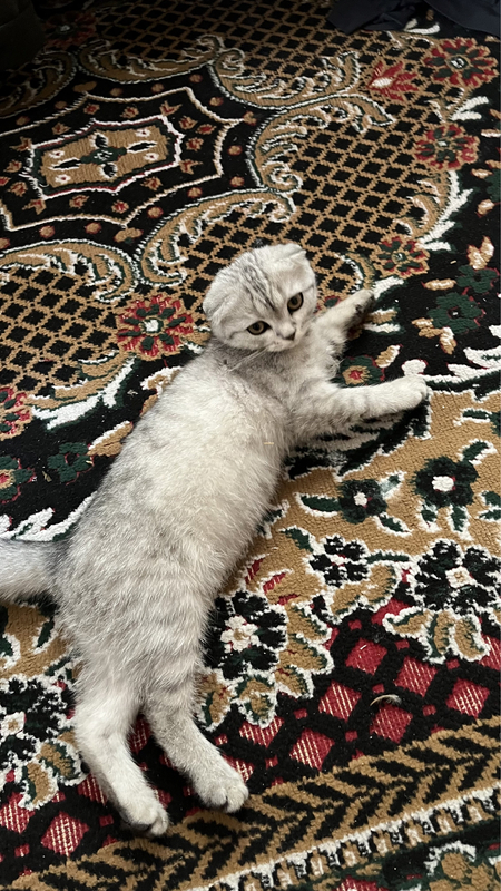 Skotish fold кошка продается