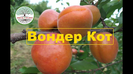 Эртаки анжир ва туксиз шафтоли кучатлари ва бошка мевалик кучатлар