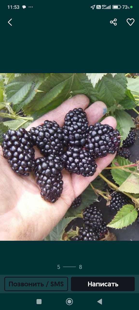 Ягоды и фрукты Карши