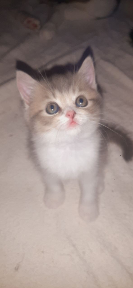 Скоттиш страйт мальчик