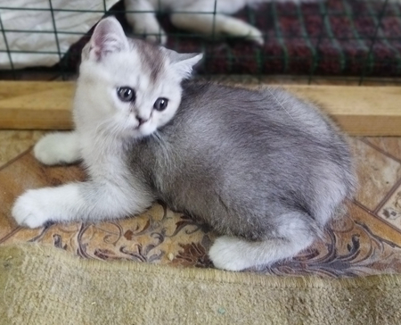 Шотландские котята.