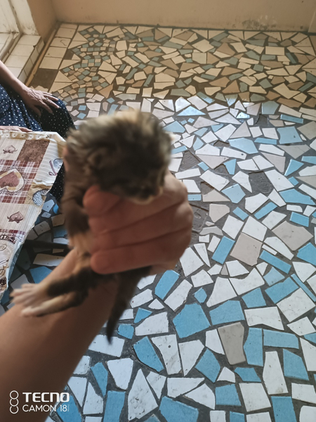 Отдам 4 котонков бесплатно