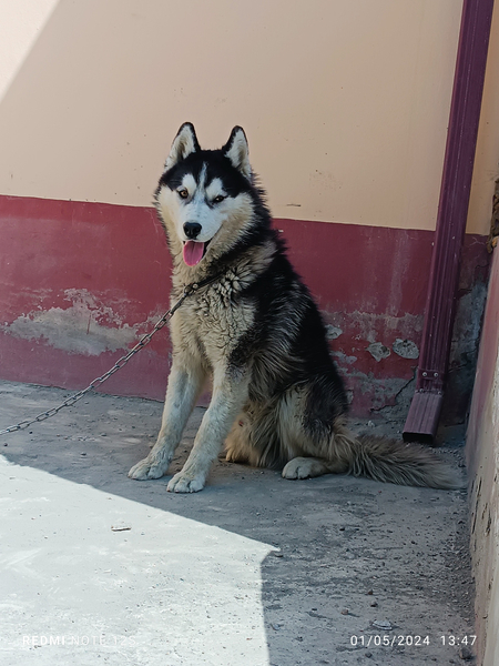 Sotiladi Haski oʻgʻil bola