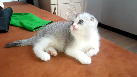 Котёнок  скоттиш фолд мальчик