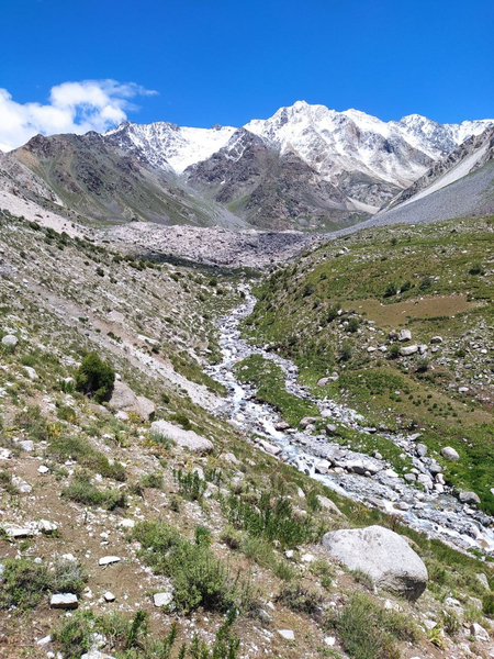 ASAL TOZA toģ asali