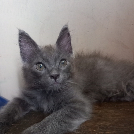 Котёнок ищет своих хозяев