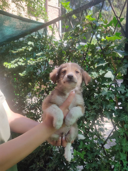Щенки в добрые руки