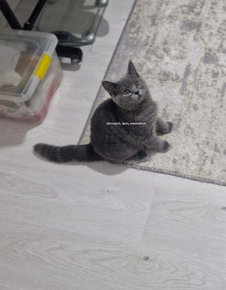 Мушук зотдор котёнок  Британский