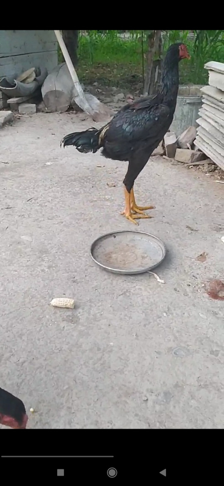 zot qilaman deganlarga xoʻroz sotiladi