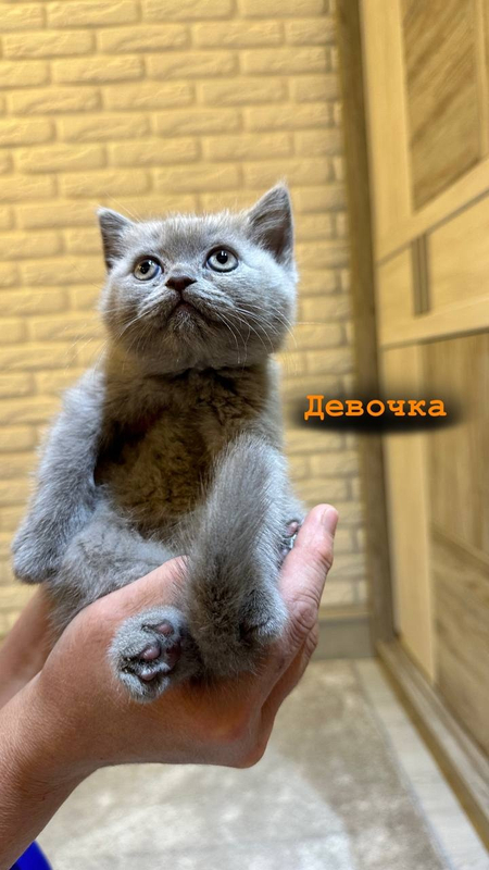 Продаются британские Страйт голубого окраса котята короткошёрстные