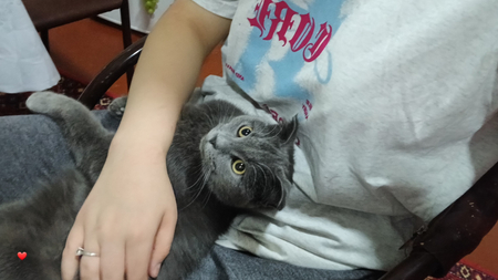 Продаётся кот шотландец!