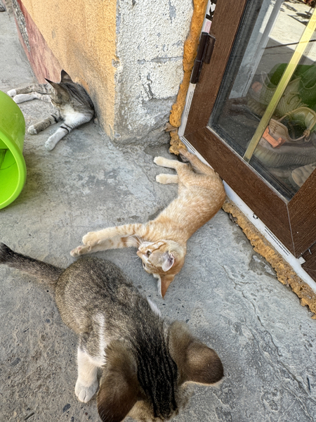 Отдам котят в хорошие руки