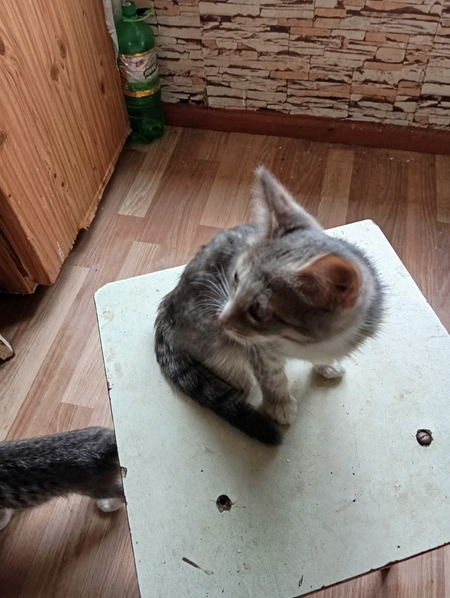 Продаются котята