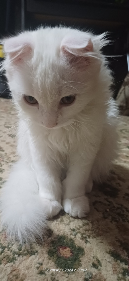 Котята вислоухие , мальчик и две белые девочки