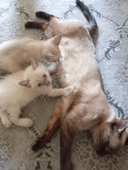 Продаются котята