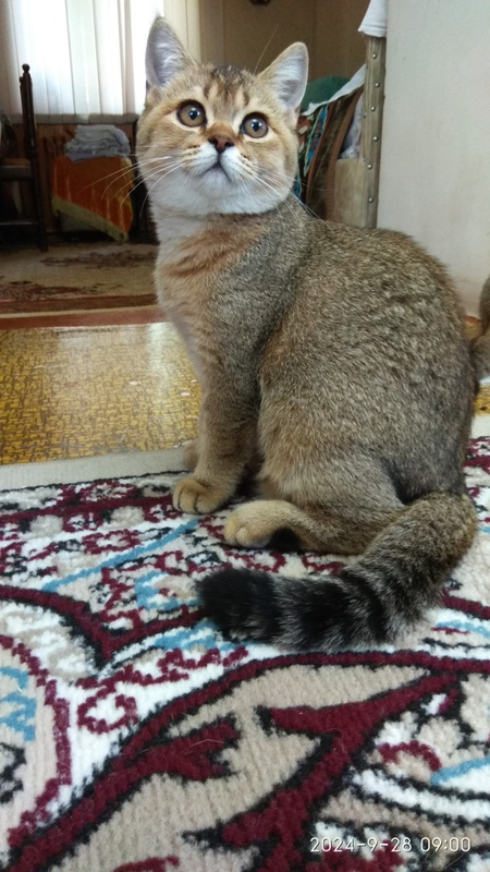 Продаются котята