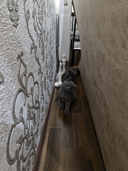 Продаётся котики