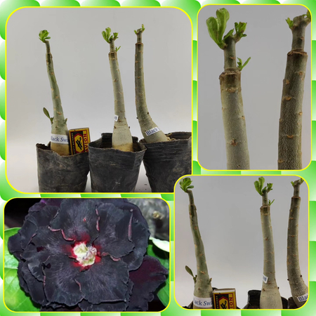 Adenium maxroviy