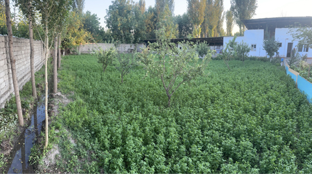 yuqori chirchiq  baliqchi mahalasi roxat postidan utganda 2 klametir